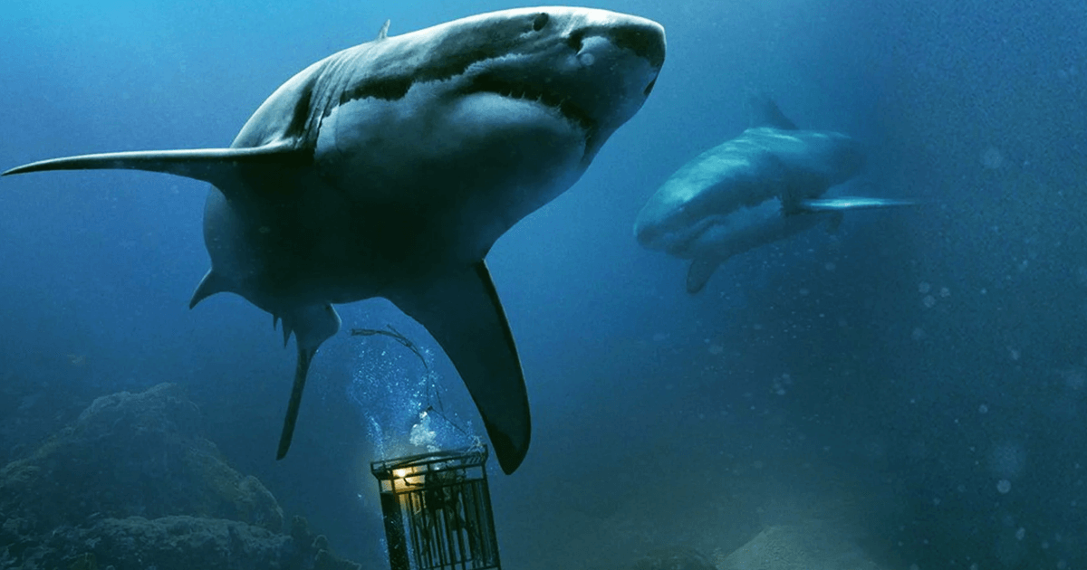 Sink Your Teeth into the Latest Trailer for 47 Meters Down: Uncaged ...